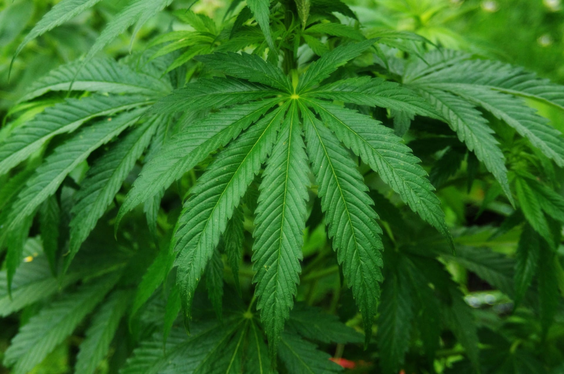 cannabis-sativa-plant.jpg | City of Kamloops